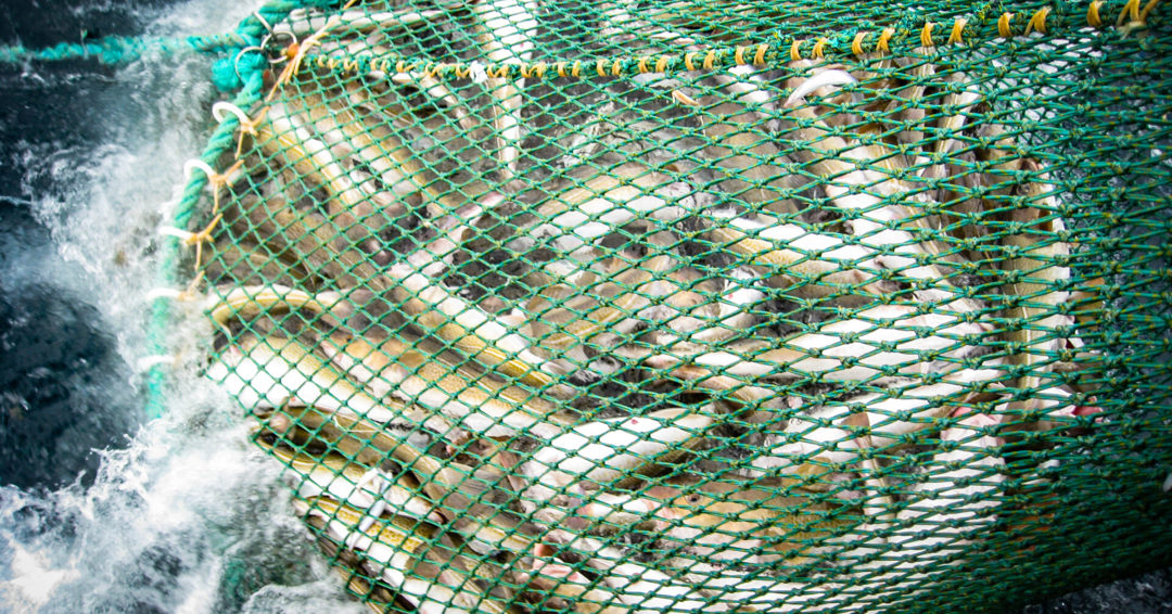 Fra kutter til køkken