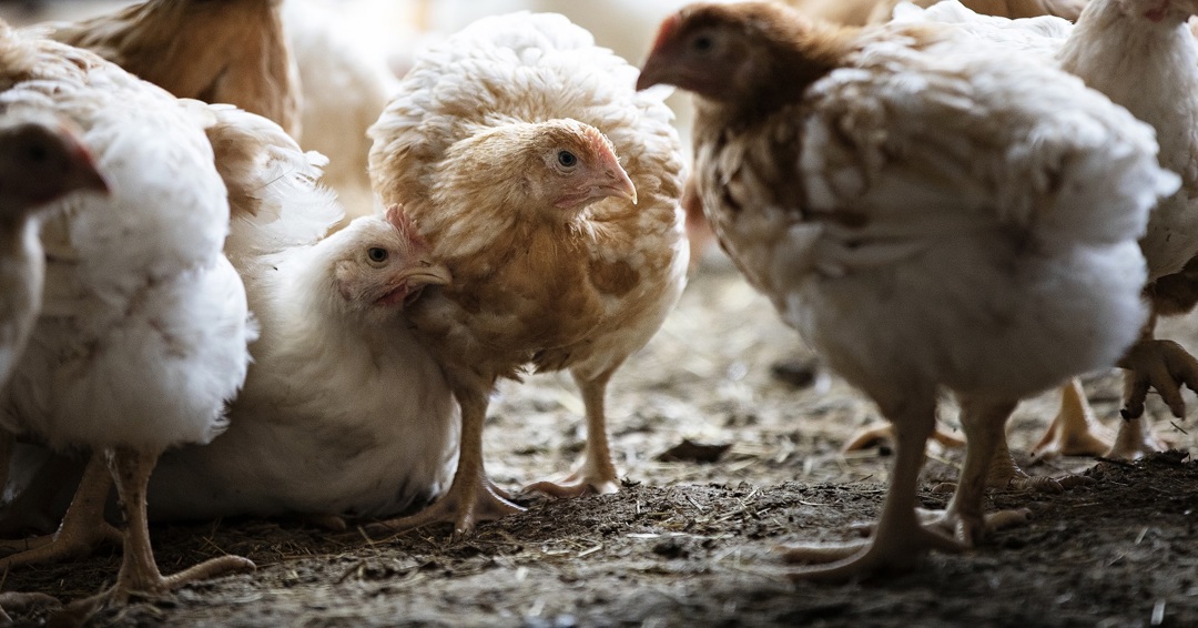 Produktion af kyllinger